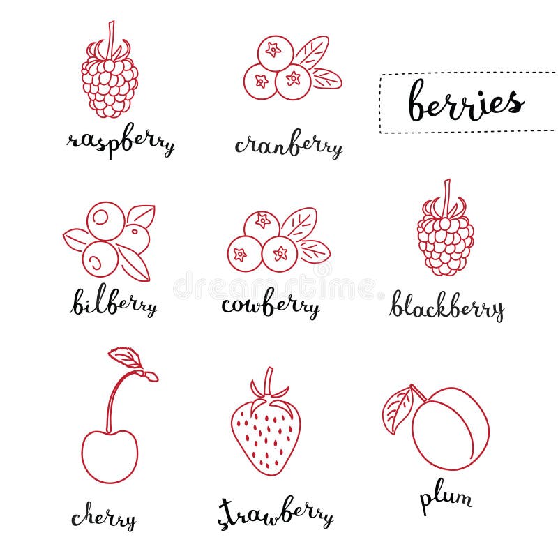 Different kinds of berries stock vector. Illustration of diet - 67555331