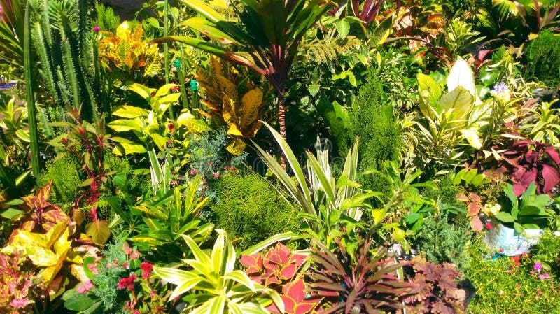 Flowers growing in a field stock photo. Image of trees - 272874950