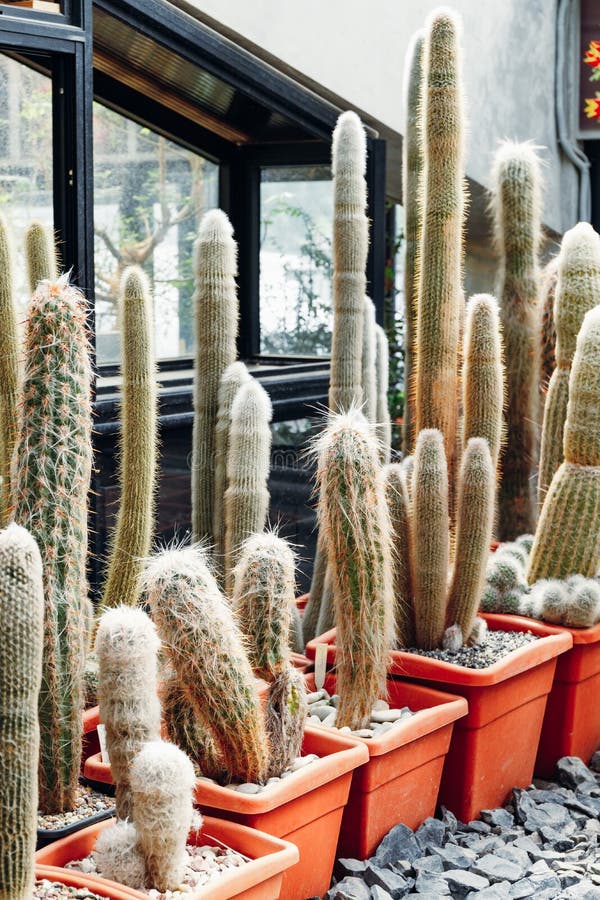 Different Kinds of High Cacti Stock Image - Image of peaks, natural ...