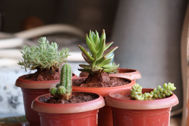 The succulents stock image. Image of herb, green, garden - 221555783