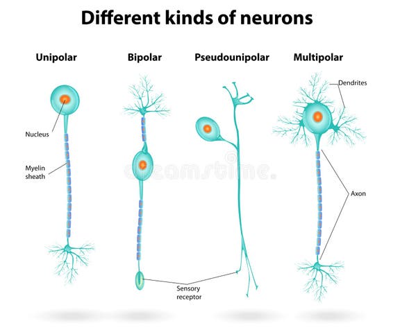 Different kinds of neurons stock vector. Illustration of biology - 28901919