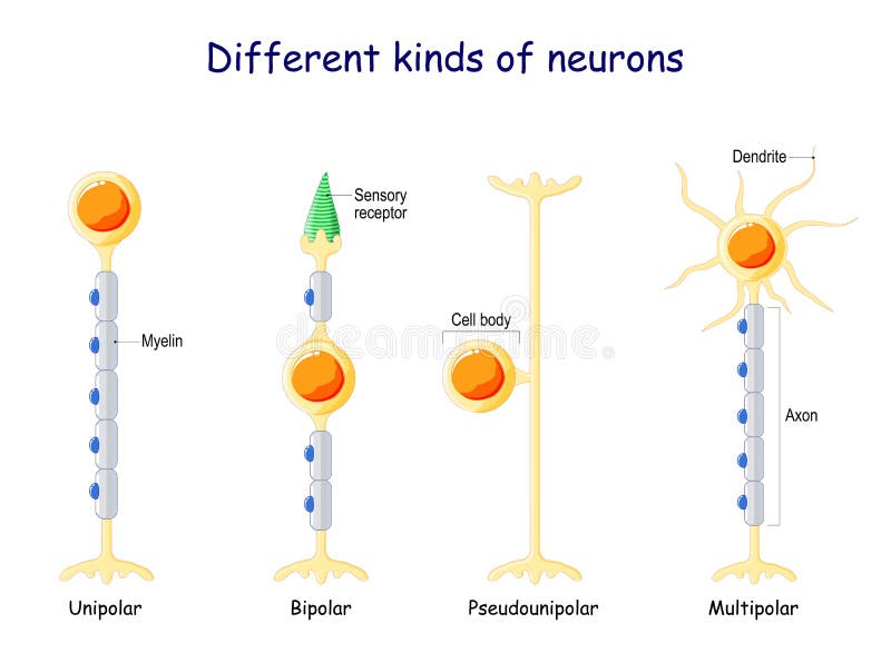 bipolar neuron labeled