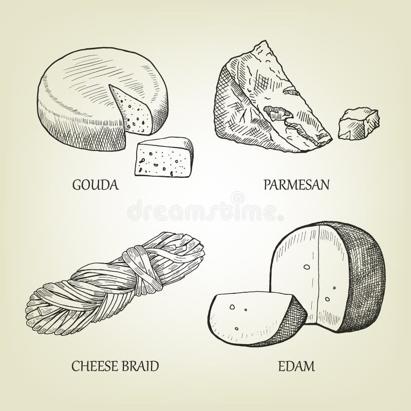 Different Kinds of Realistic Cheese. Graphic Vector Collection. Stock ...