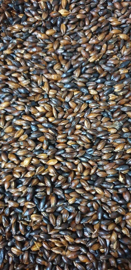 Different Kinds of Roasted Grain Background Stock Photo - Image of ...