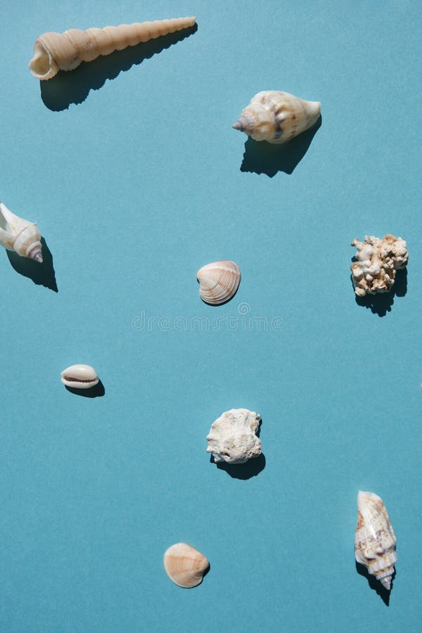 Different Kinds of Seashells on the Blue Background. Stock Photo ...