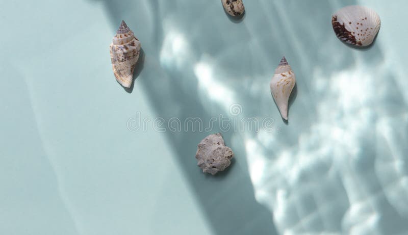Different Kinds of Seashells with Underwater Shadows on the Blue ...