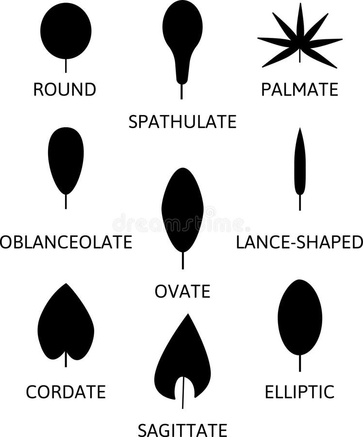 Different Leaf Shapes Lance-shaped, Ovate, Elliptic, Cordate, Round ...