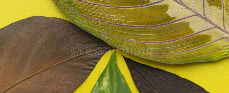 The Different Leafs Flat Lay Macro Texture, Nature Autumn Concept Stock ...