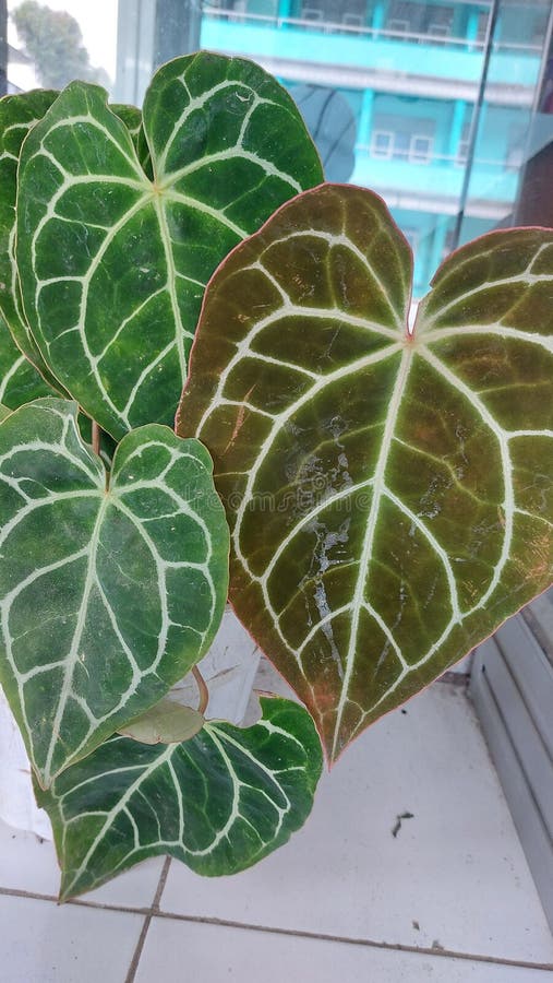 The Different Leaves Colors in One Flower Stock Image - Image of colors ...