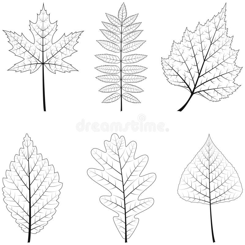 Different Leaves of Trees. Good Design Stock Vector - Illustration of ...