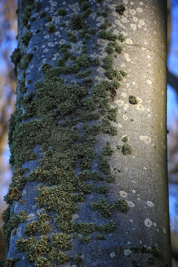 Different Lichen Species (Cladonia and Other) Growing on the Trunk of a ...