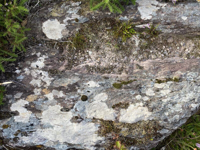 Lichens on a Stone Rock stock image. Image of leaf, stone - 255330689