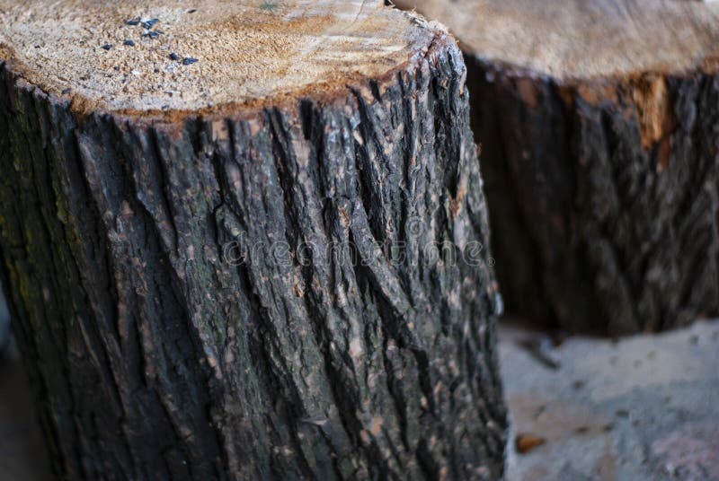Cut Log on Construction Site Stock Photo - Image of carpentry, close ...