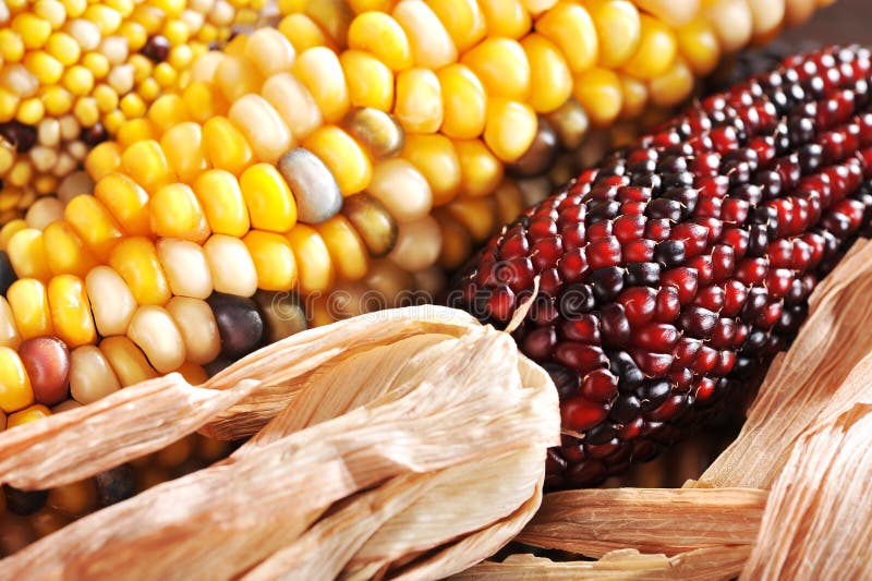 Different maize-cobs stock image. Image of fall, mealie - 46636217