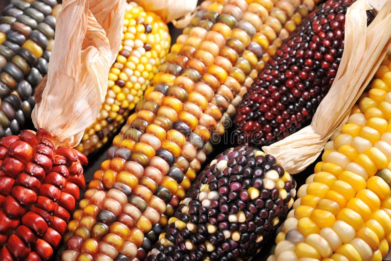 Different maize-cobs stock image. Image of time, organic - 53495209