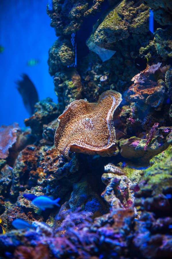 Different marine animals stock image. Image of beautiful - 101704687