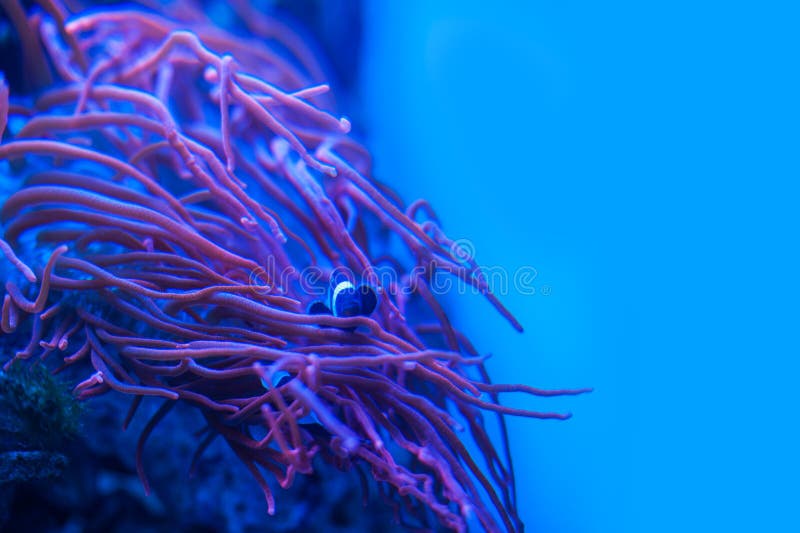 Different marine animals stock photo. Image of fishes - 119811658