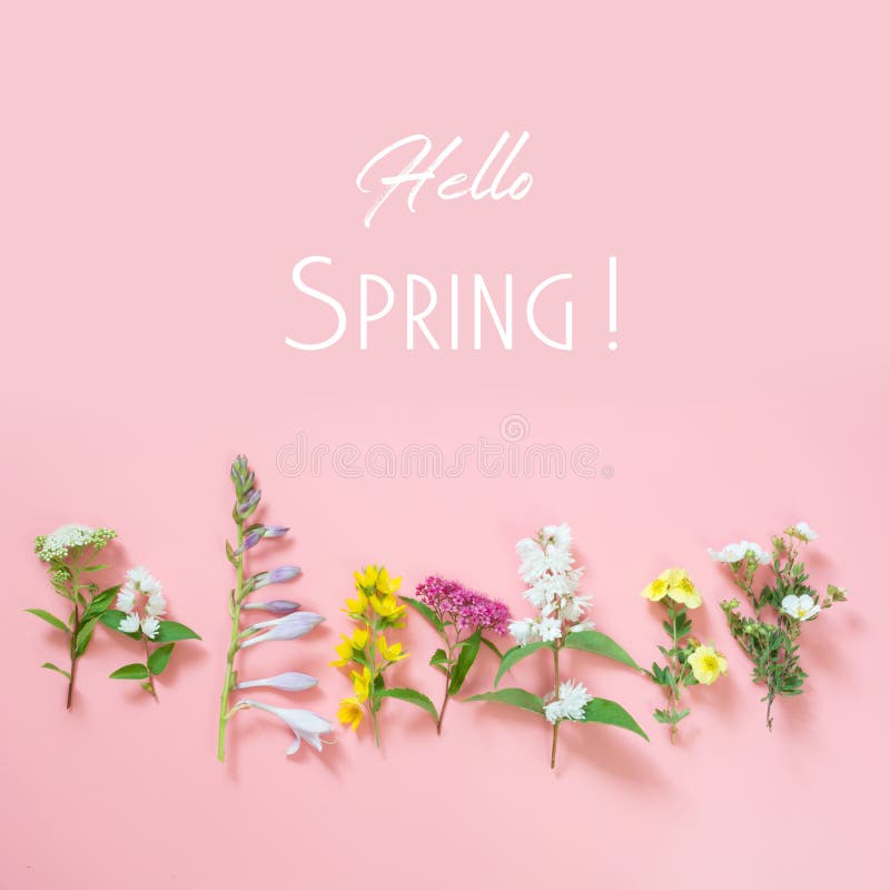 Different Meadow Wild Flowers on Pink. Floral Composition. View from ...