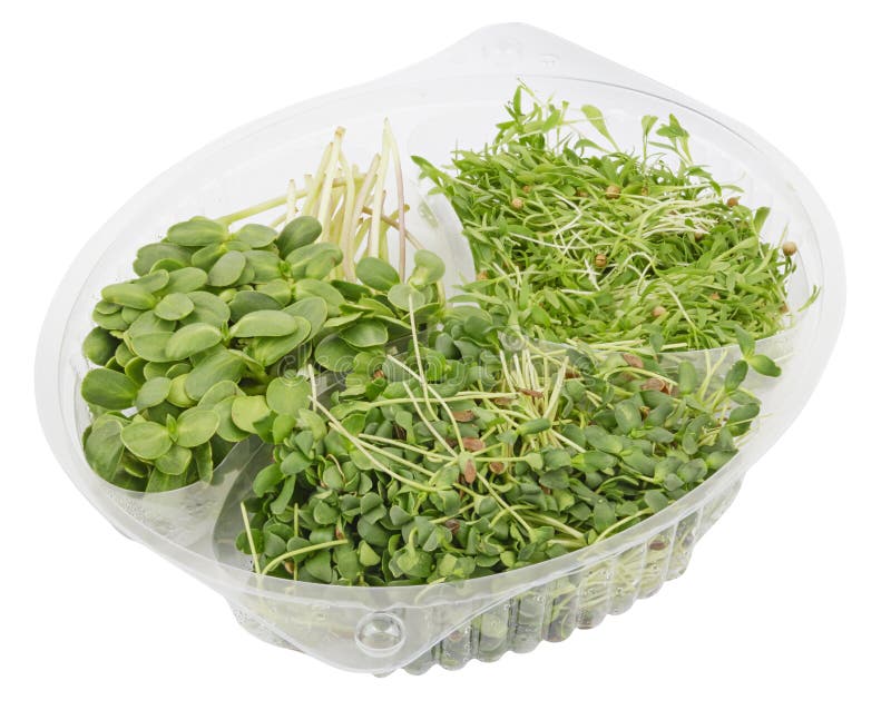 Different Microgreens in a Plastic Container Stock Image - Image of ...