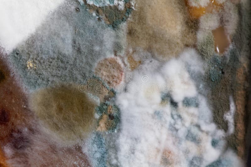 Different Mold Fungi As Background Stock Image - Image of mold ...