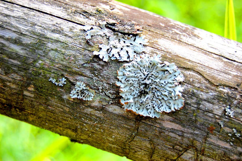 Different moss on the tree stock photo. Image of grows - 55219806