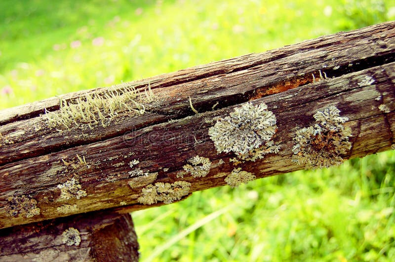 Different moss on the tree stock image. Image of gray - 55219825