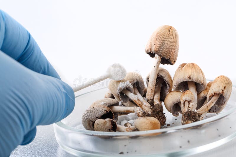 Different Mushrooms in the Laboratory. Fungal Diseases Stock Photo ...