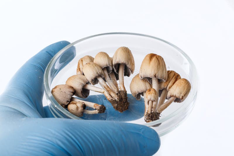 Different Mushrooms in the Laboratory. Fungal Diseases Stock Photo ...