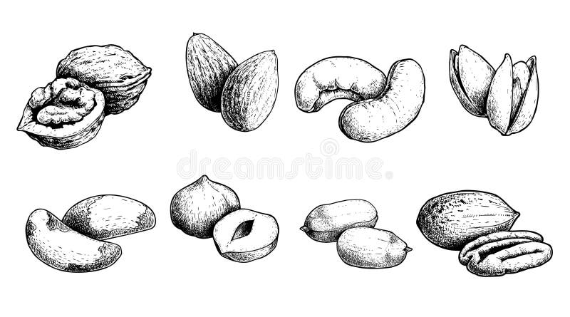 Different Nuts Set. Sketch Style Hand Drawn Nuts with Nutshells. Walnut ...