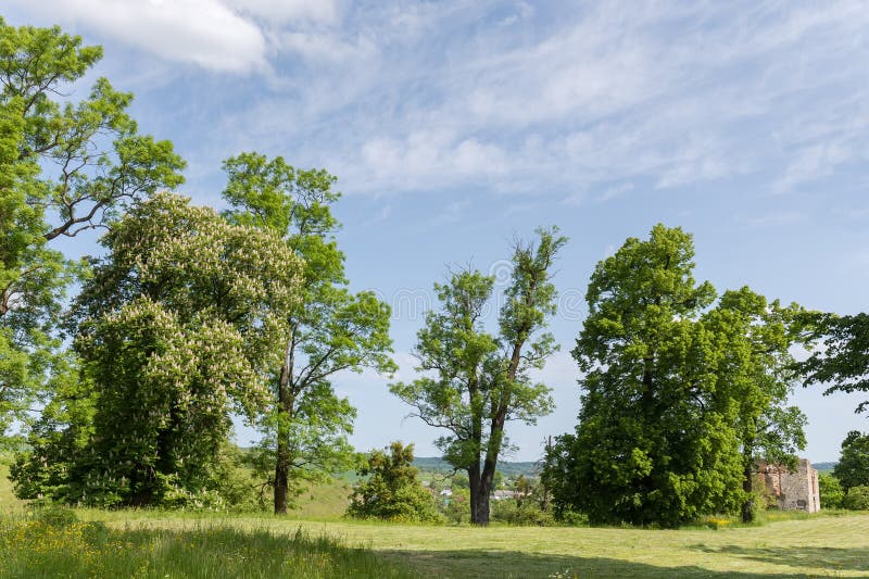 Different Old Deciduous Trees on a Meadow Edge in Springtime Stock ...
