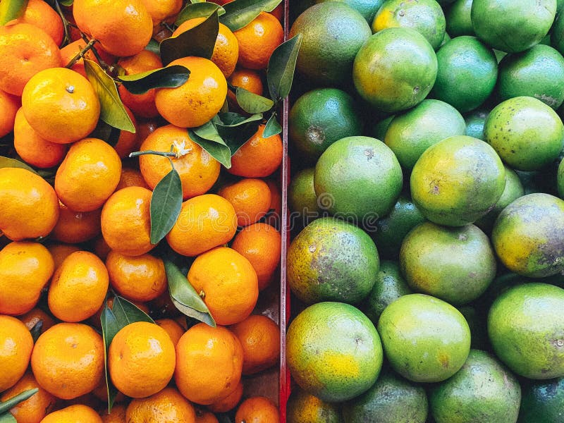 The different oranges stock photo. Image of oranges - 208995470