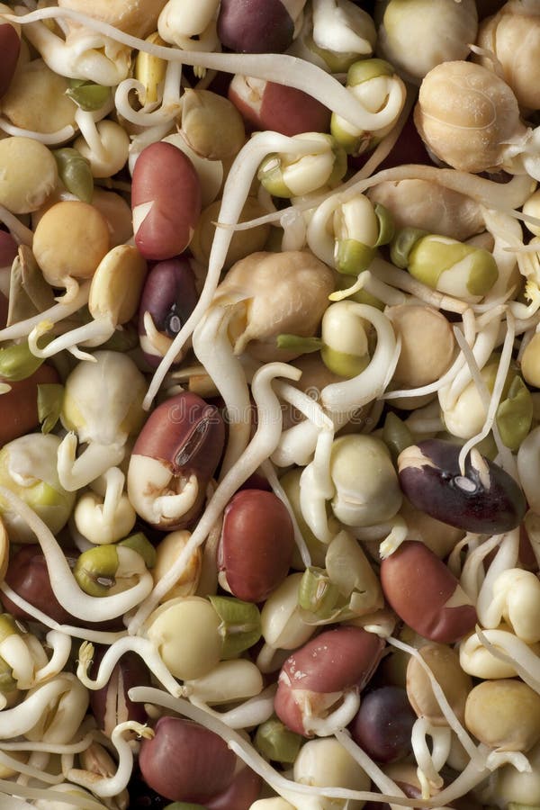 Different organic sprouts stock image. Image of background - 12615931