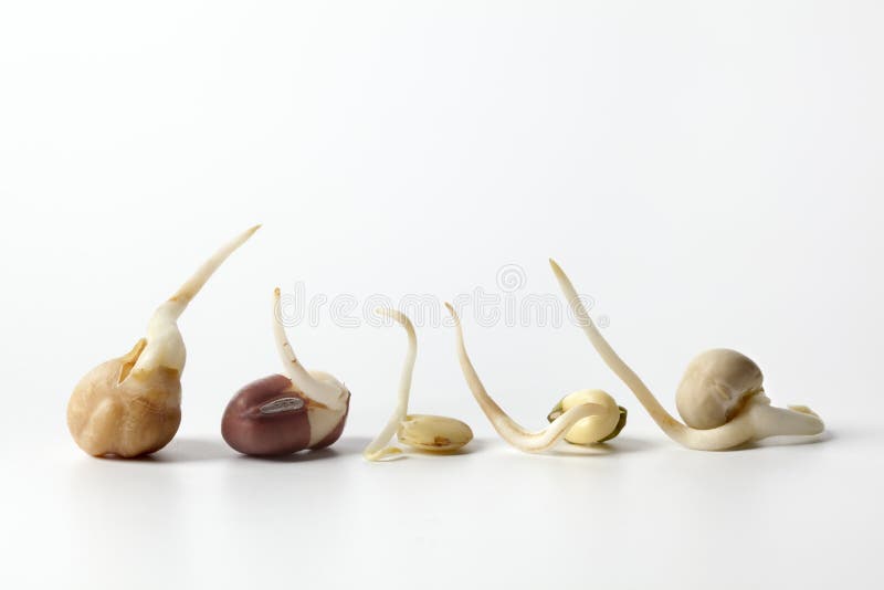 Different Organic Sprouts Close Up Stock Photo - Image of close ...