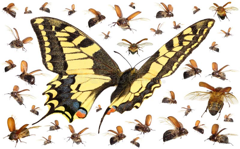 One is Different from the Others 6. Stock Photo - Image of difference ...