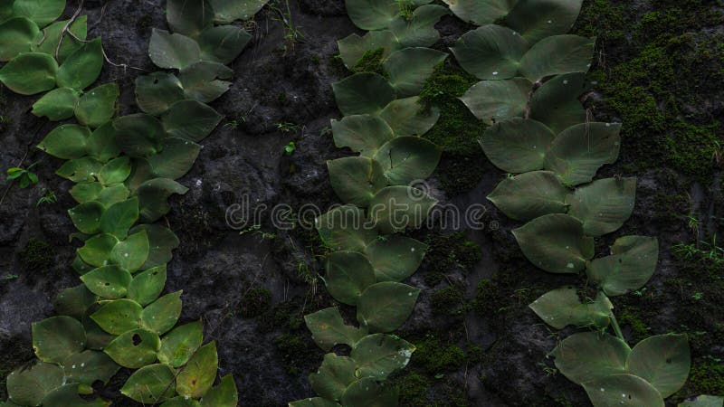 Dark Tropical Plant Textures Stock Photo - Image of plant, tree: 134639590