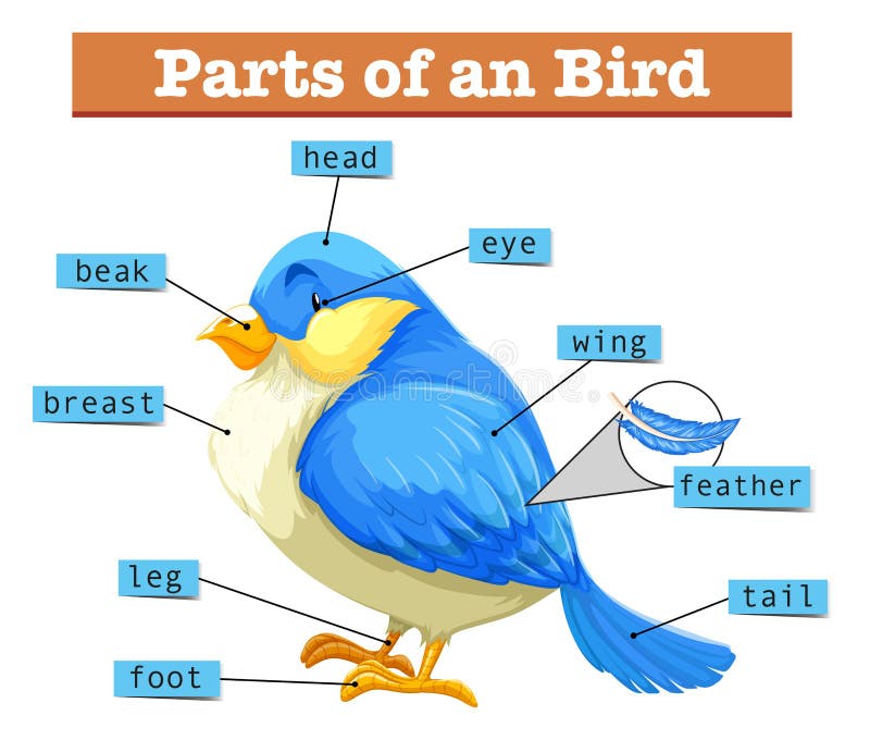 Parts Bird Stock Illustrations – 1,084 Parts Bird Stock Illustrations ...