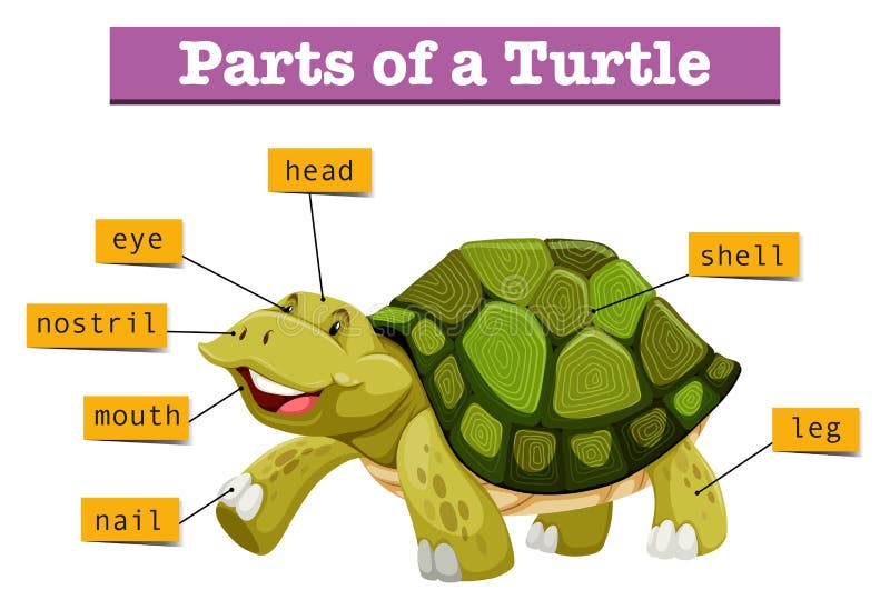 Parts Shell Stock Illustrations – 255 Parts Shell Stock Illustrations ...