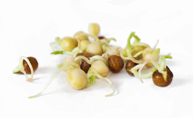 Different peas stock photo. Image of growth, white, root - 14304452