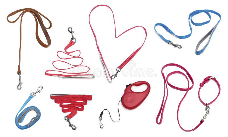 Different Pet Leashes on White Background, Collage Design Stock Image ...