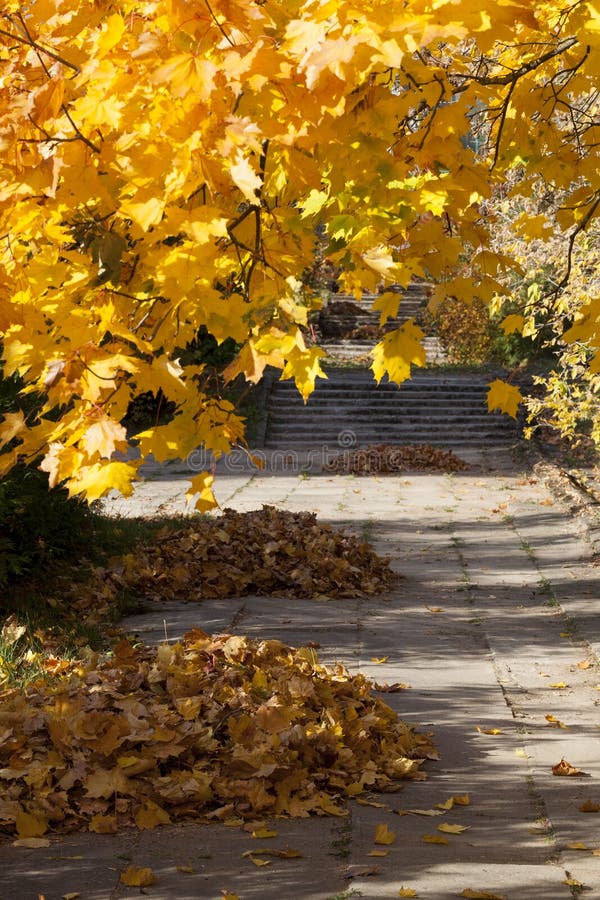 Different Plants during the Autumn Season Stock Photo - Image of ...