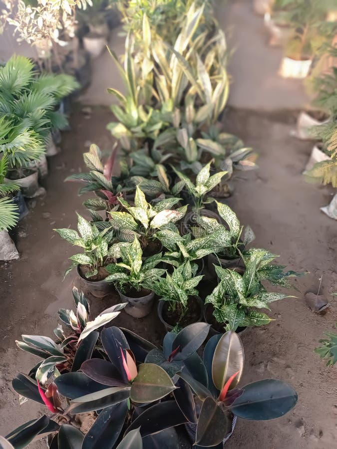 Different Plants of Gallery Stock Image - Image of produce, grass ...