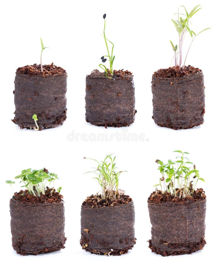 Different Plants Isolated on White Stock Image - Image of natural ...