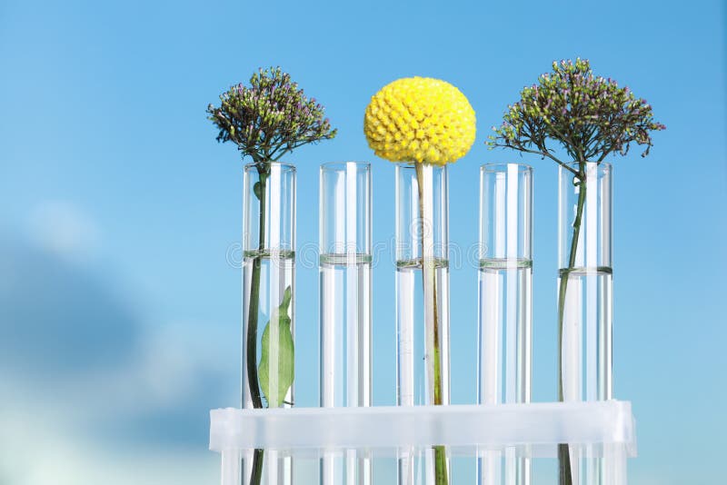 Different Plants in Test Tubes on Blurred Background, Closeup Stock ...