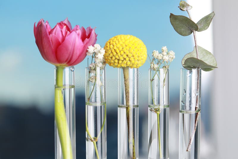 Different Plants in Test Tubes on Blurred Background, Closeup Stock ...