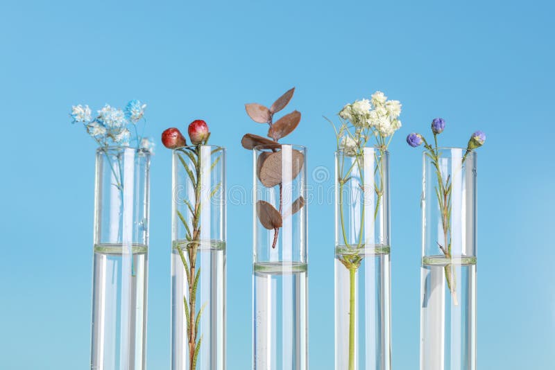 Different Plants in Test Tubes on Light Blue Background, Closeup Stock ...