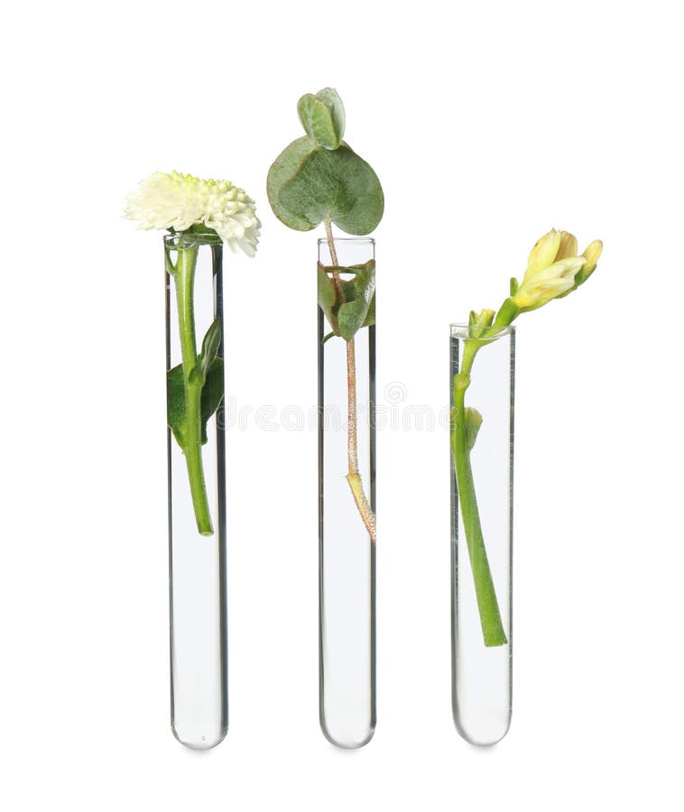 Different Plants in Test Tubes on White Background Stock Image - Image ...