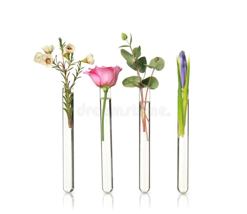 Different Plants in Test Tubes on White Background Stock Photo - Image ...