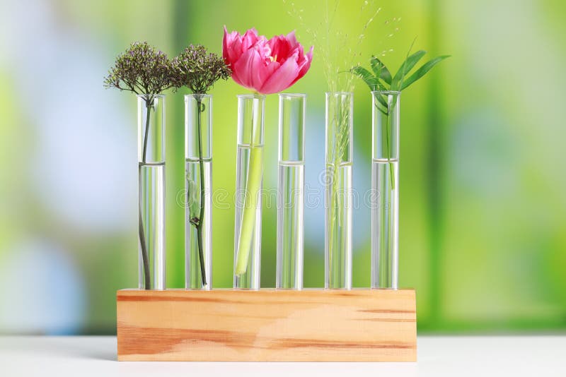 Different Plants in Test Tubes on White Table Against Blurred ...