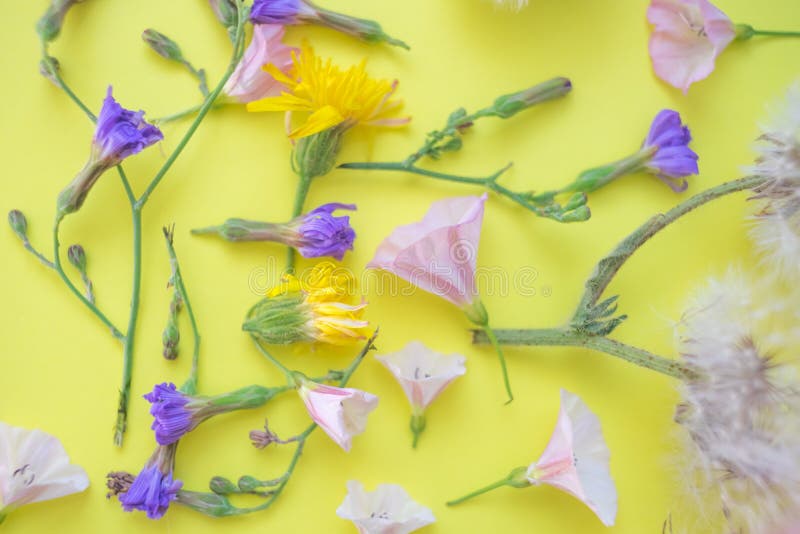 Different Pollen Flowers on the Yellow Table, Art Card Stock Photo ...
