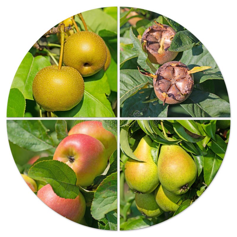 Different Pome Fruit Trees at Harvest Time in a Collage Stock Image ...